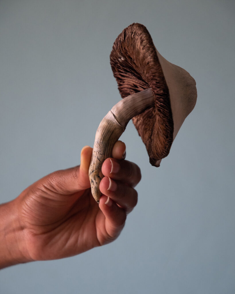 About Psilocybin Therapy | MycoMeditations Retreats