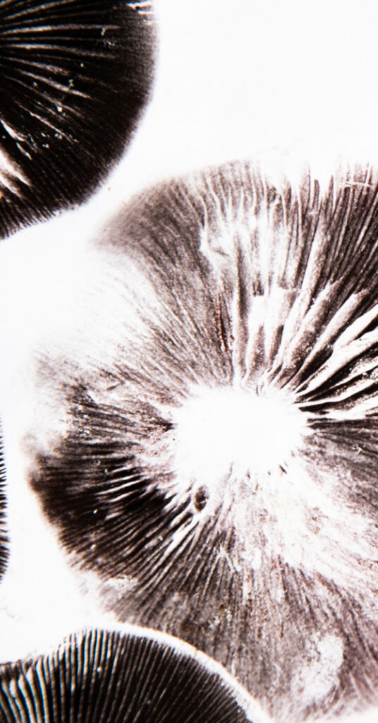 Psilocybin Dosing Guide for Psilocybin Therapy