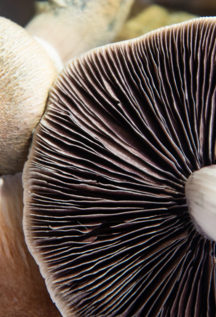 Therapeutic Psilocybin Retreats | MycoMeditations