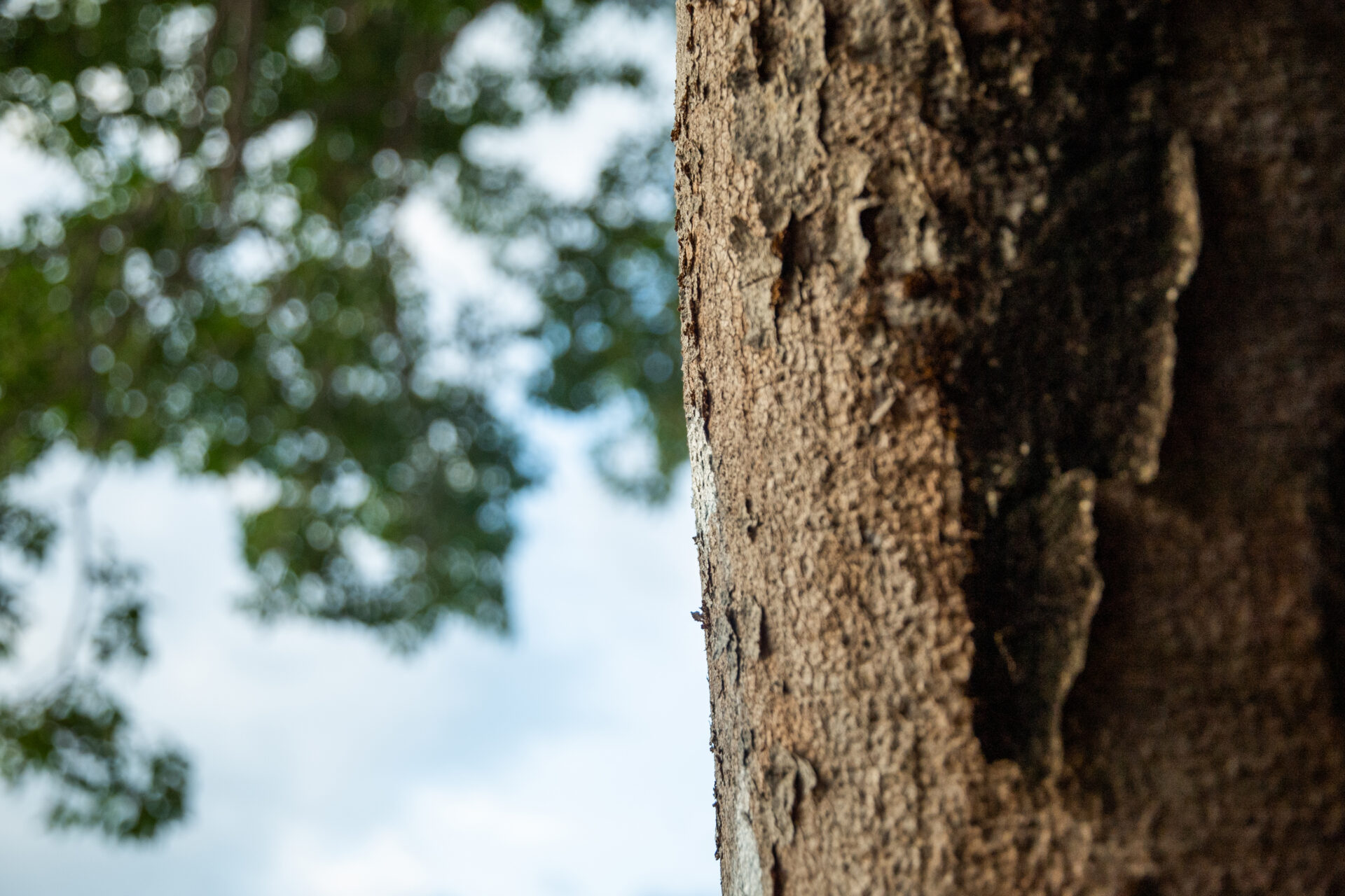 Team - MycoMeditations