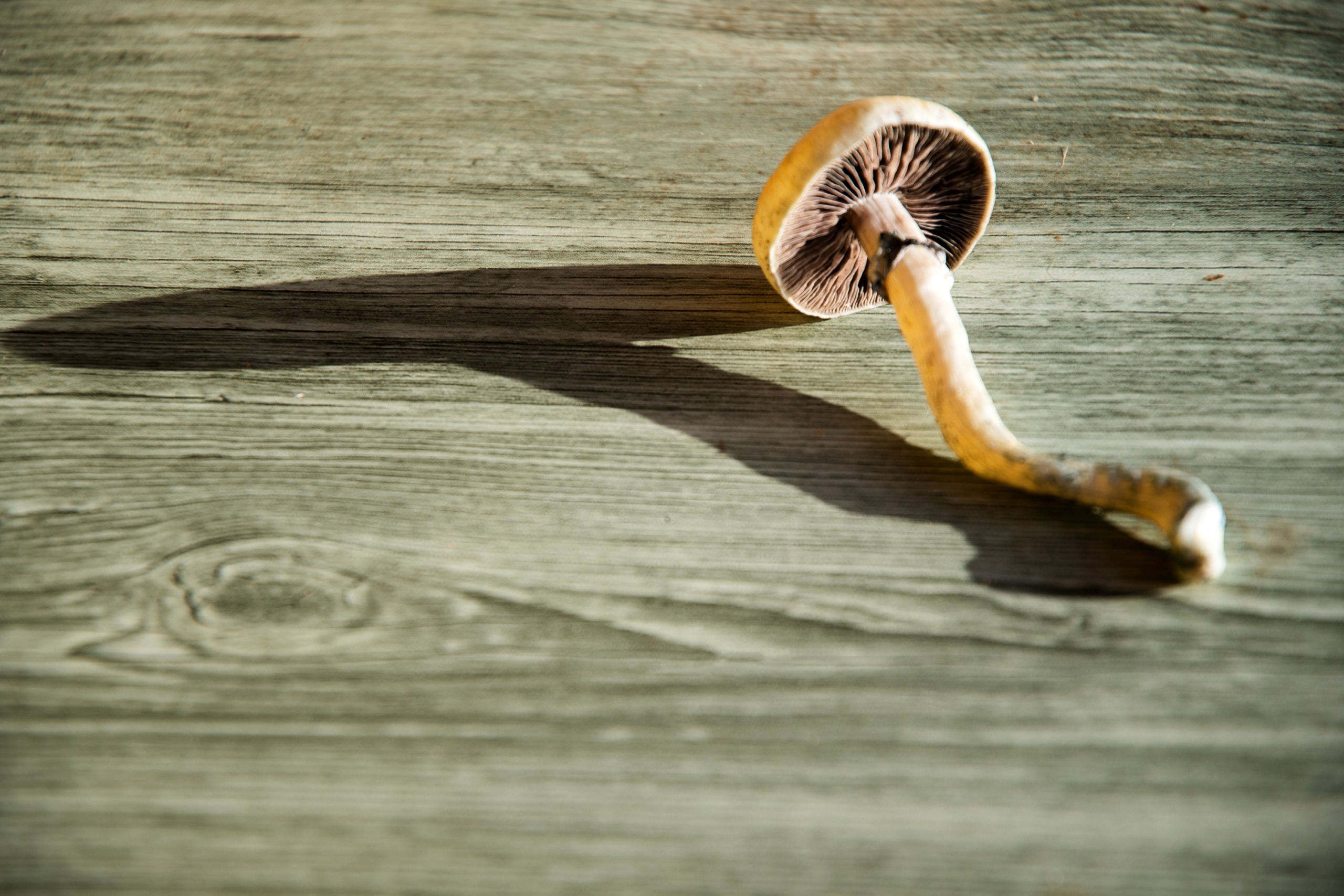 Neuropathic Pain and Psilocybin: Addressing Nerve Damage Differently ...